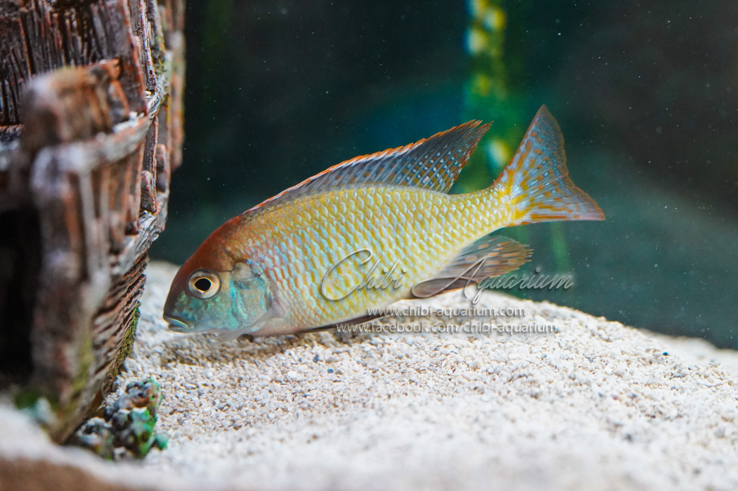 Only A Few Male Red Caps Remaining! - Chibi-Aquarium