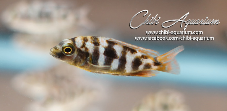 PLACIDOCHROMIS MILOMO - Chibi-Aquarium