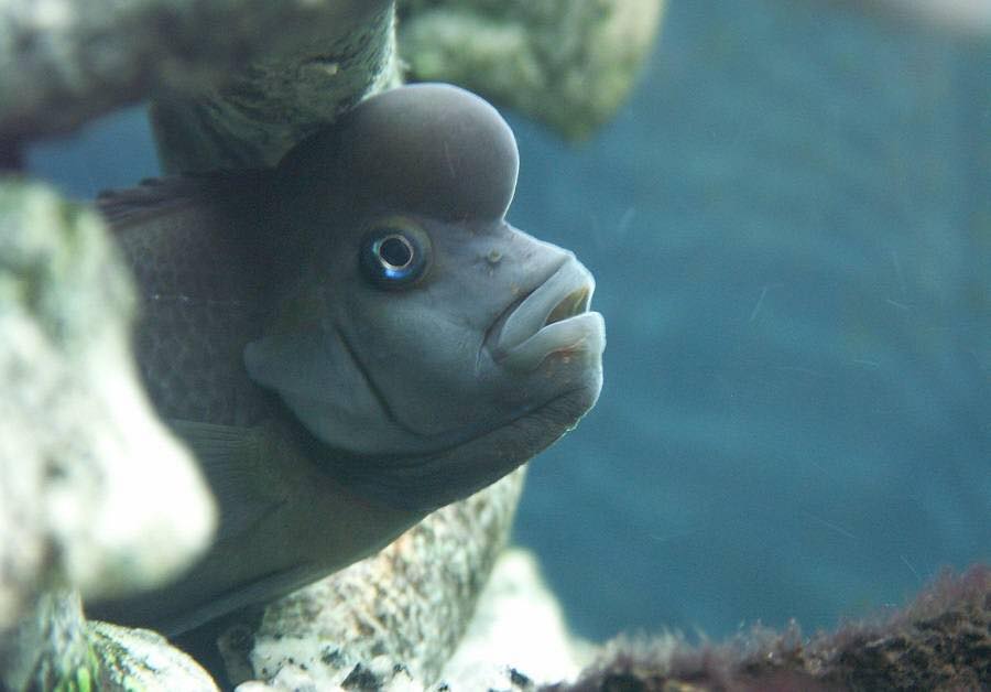 STEATOCRANUS CASUARIUS - Chibi-Aquarium