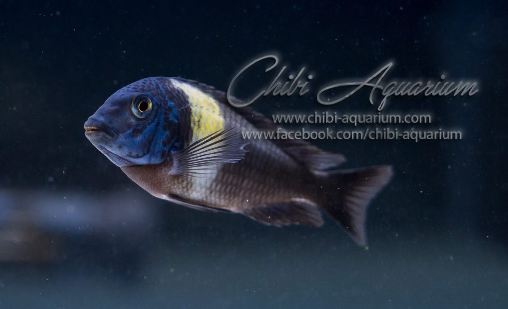 Coming Soon... - Chibi-Aquarium