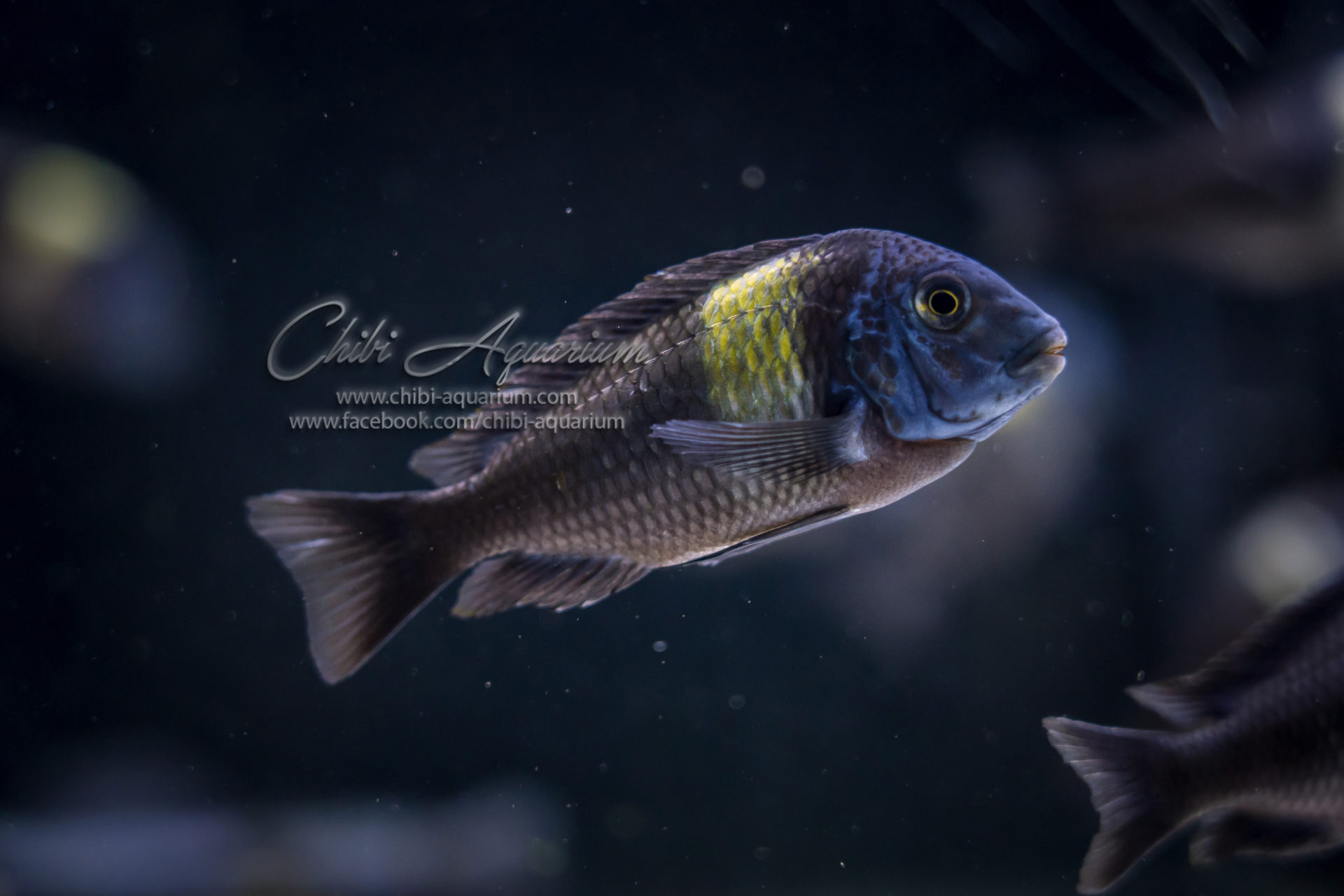 Coming Soon... - Chibi-Aquarium