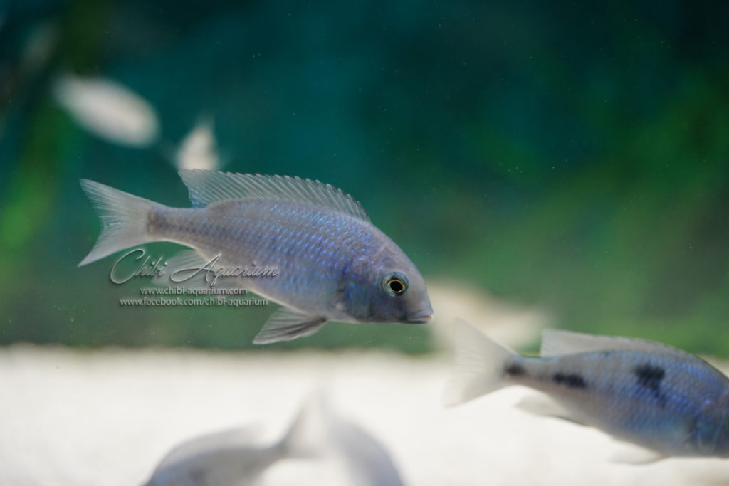 3" Blue Dolphins! Great Size And Very Healthy. - Chibi-Aquarium