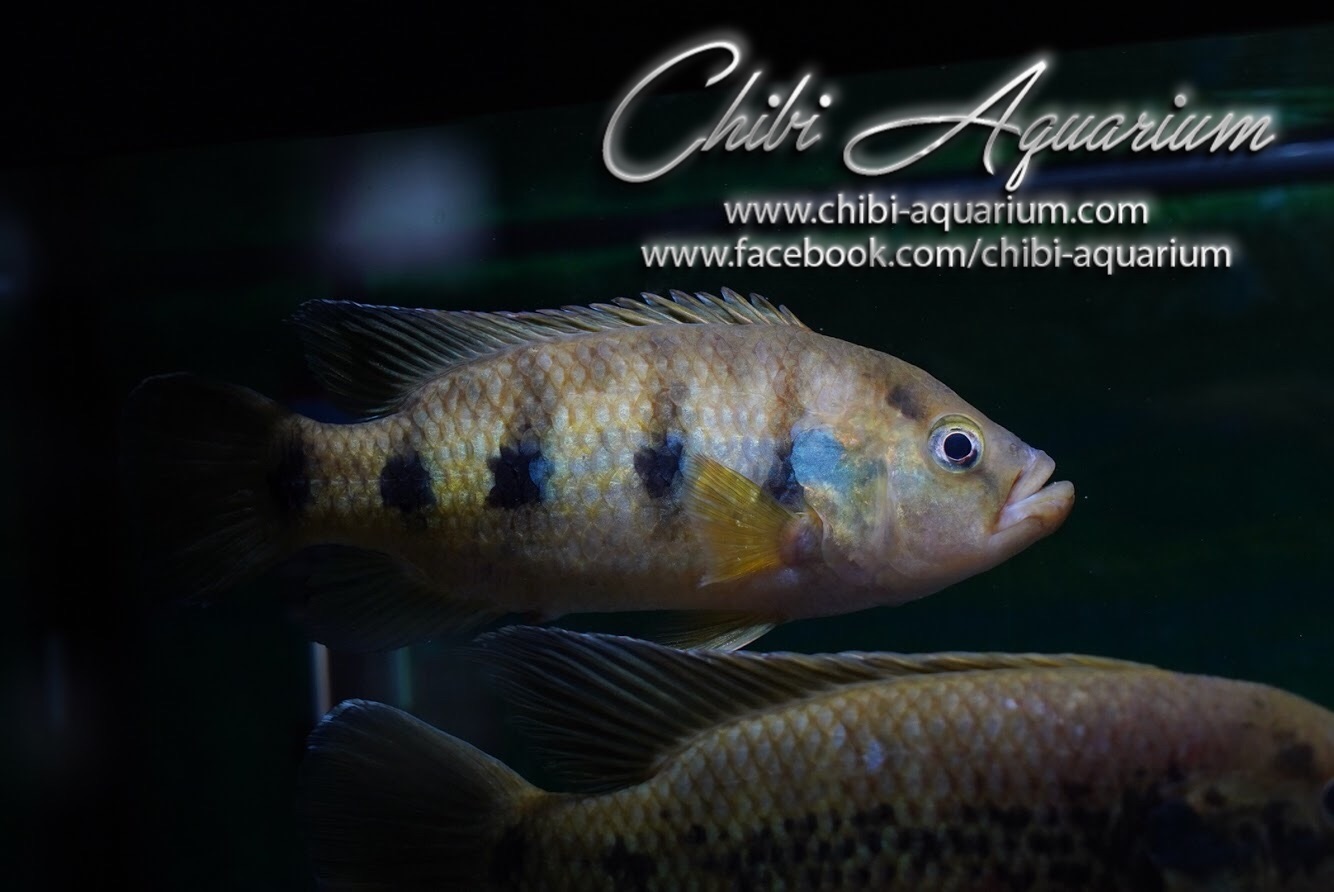 HEMICHROMIS FASCIATUS (5 SPOT CICHLID) - Chibi-Aquarium