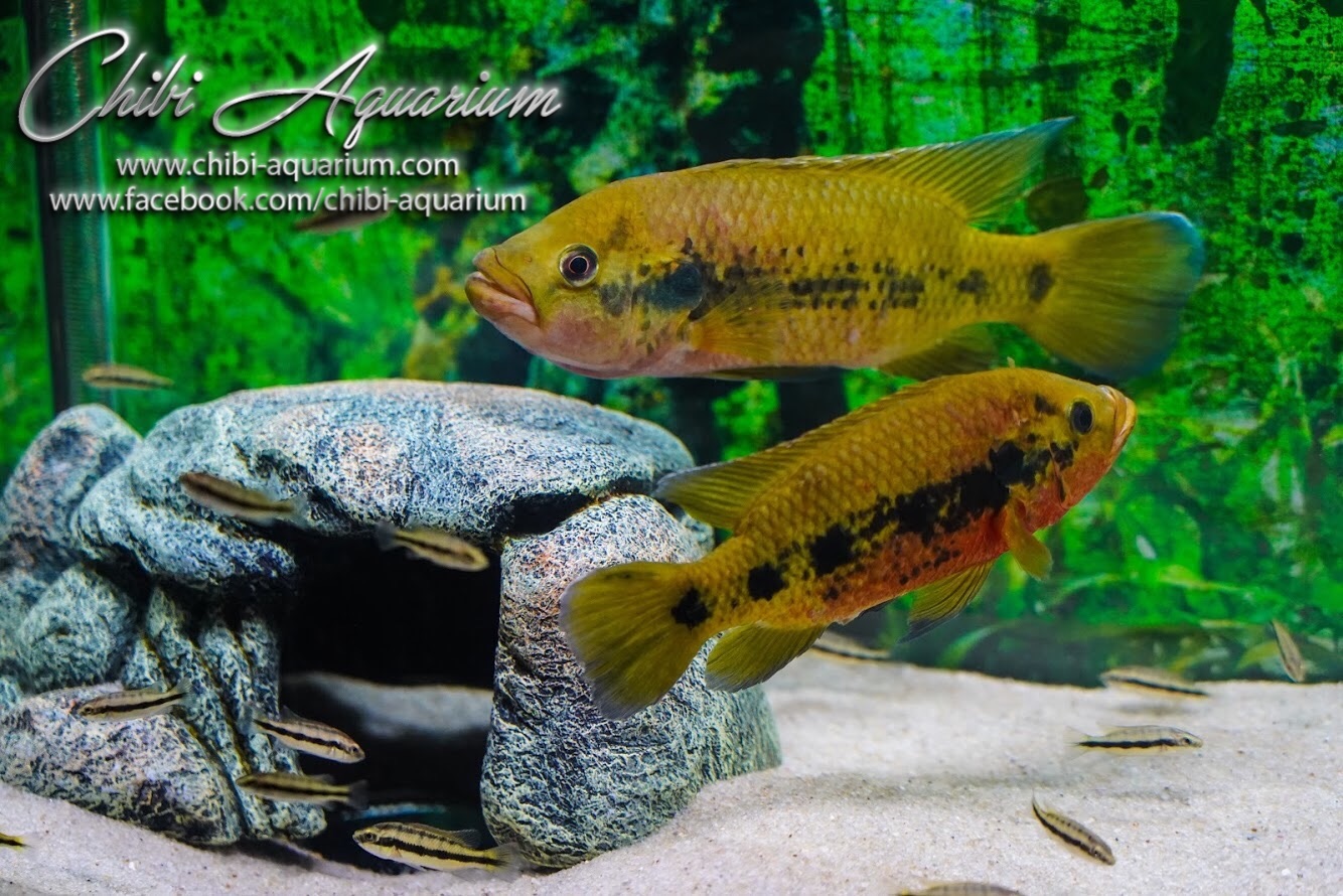 Portfolio - Chibi-Aquarium