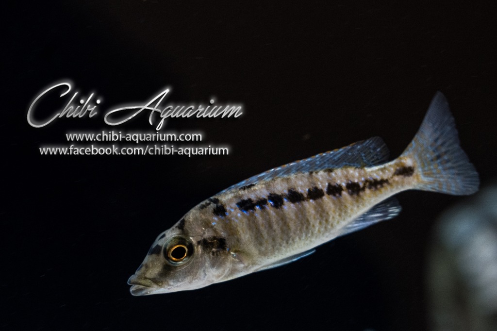 LICHNOCHROMIS ACUTICEPS - Chibi-Aquarium