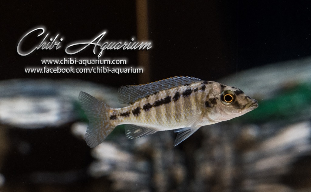 LICHNOCHROMIS ACUTICEPS - Chibi-Aquarium
