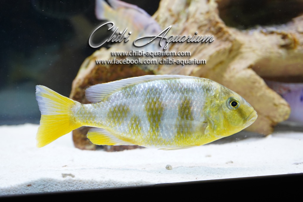 Venustus Cichlid Fry
