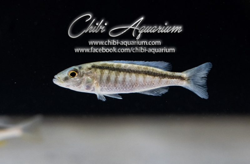 CHAMPSOCHROMIS CAERULEUS - Chibi-Aquarium