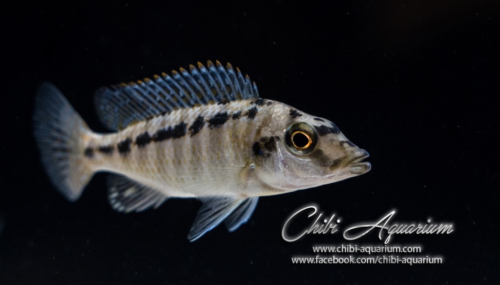 LICHNOCHROMIS ACUTICEPS - Chibi-Aquarium