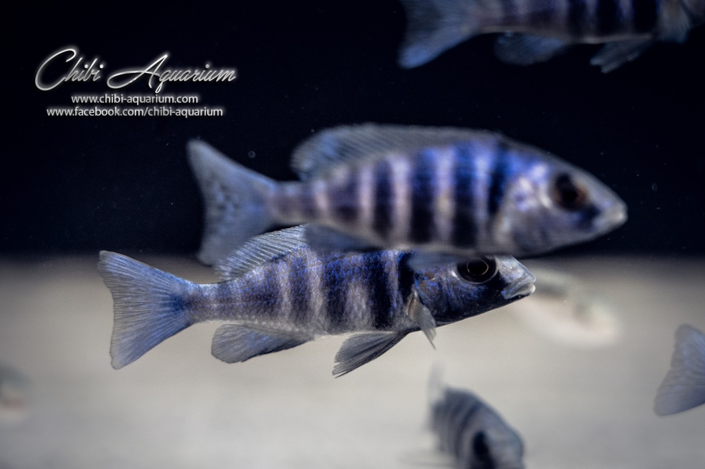 PLACIDOCHROMIS PHENOCHILUS - Chibi-Aquarium