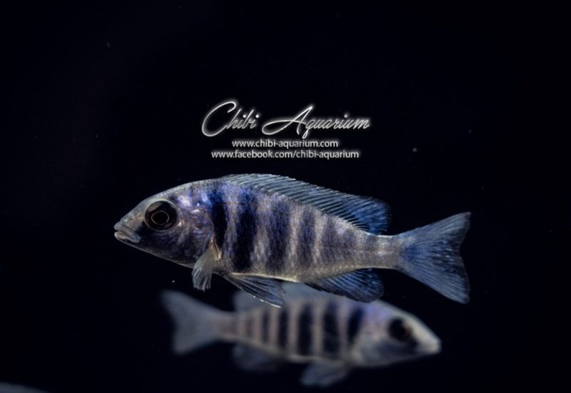 PLACIDOCHROMIS PHENOCHILUS - Chibi-Aquarium