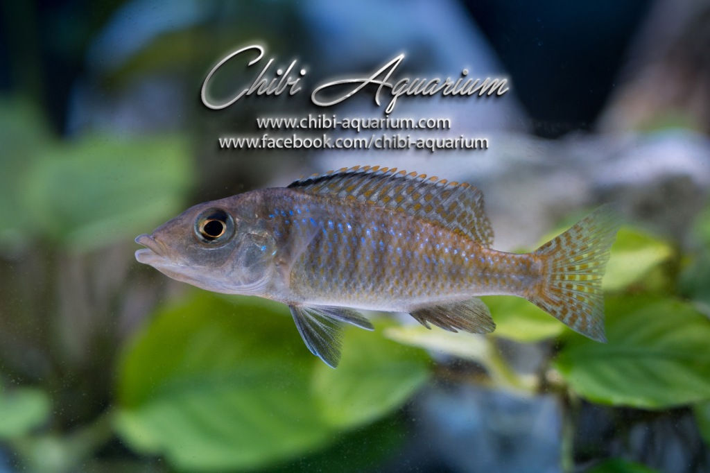 LICHNOCHROMIS ACUTICEPS - Chibi-Aquarium