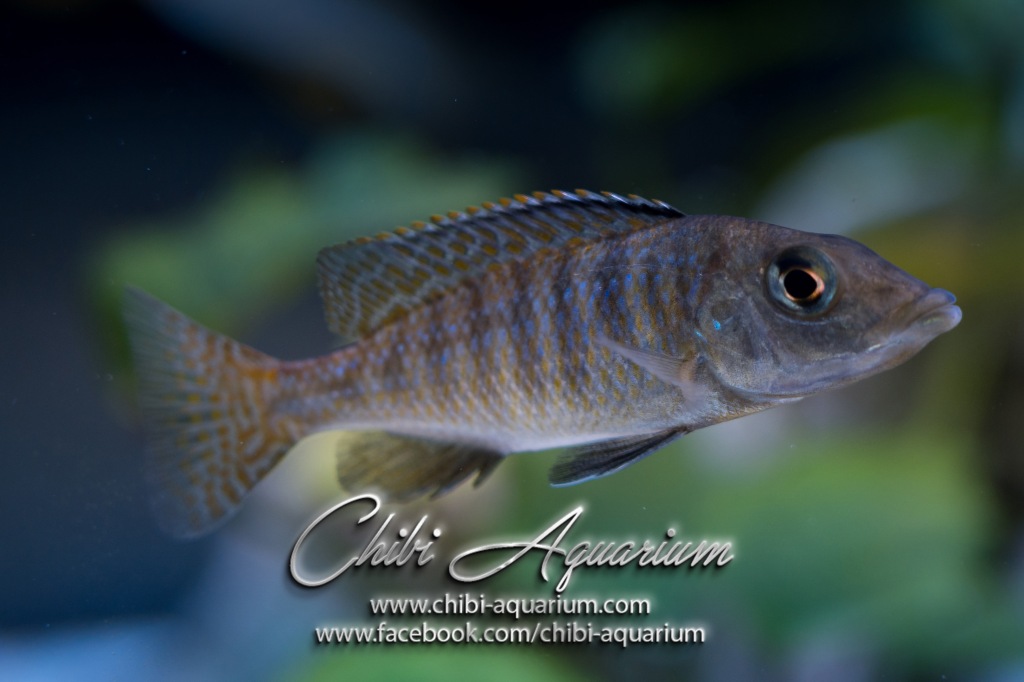 LICHNOCHROMIS ACUTICEPS - Chibi-Aquarium