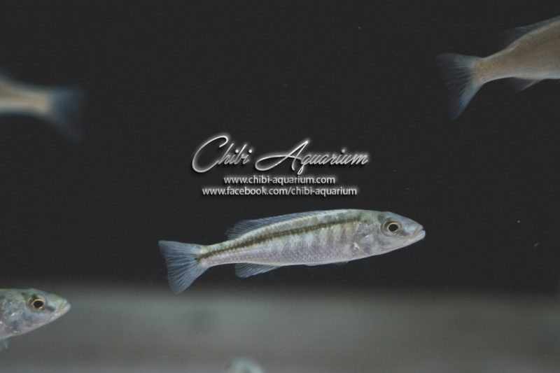 CHAMPSOCHROMIS CAERULEUS - Chibi-Aquarium