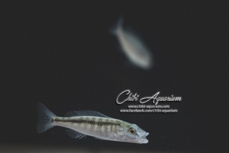 CHAMPSOCHROMIS CAERULEUS - Chibi-Aquarium
