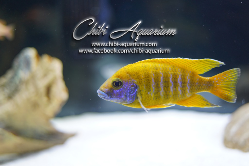 AULONACARA BAENSCHI - Chibi-Aquarium