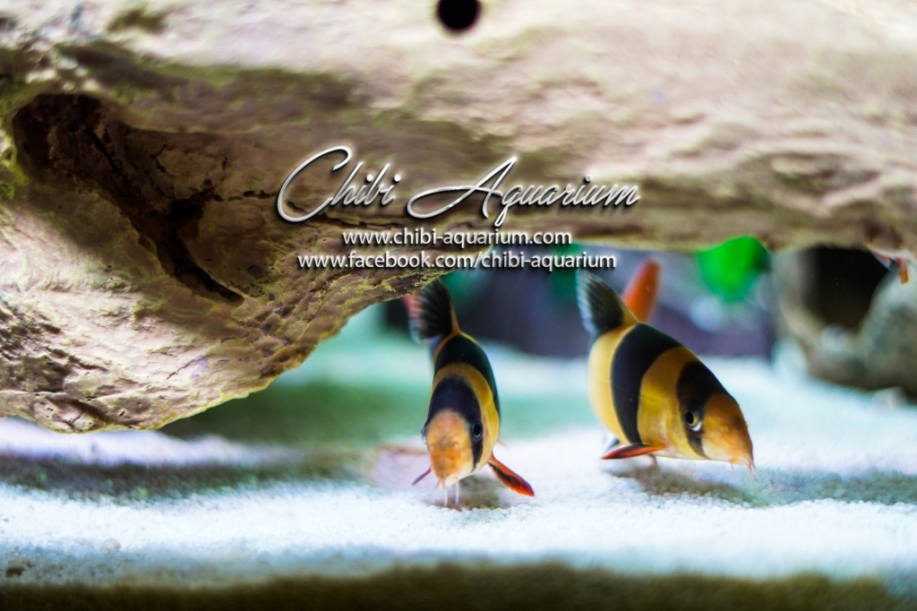 BOTIA MACRACANTHA “CLOWN LOACH” - Chibi-Aquarium