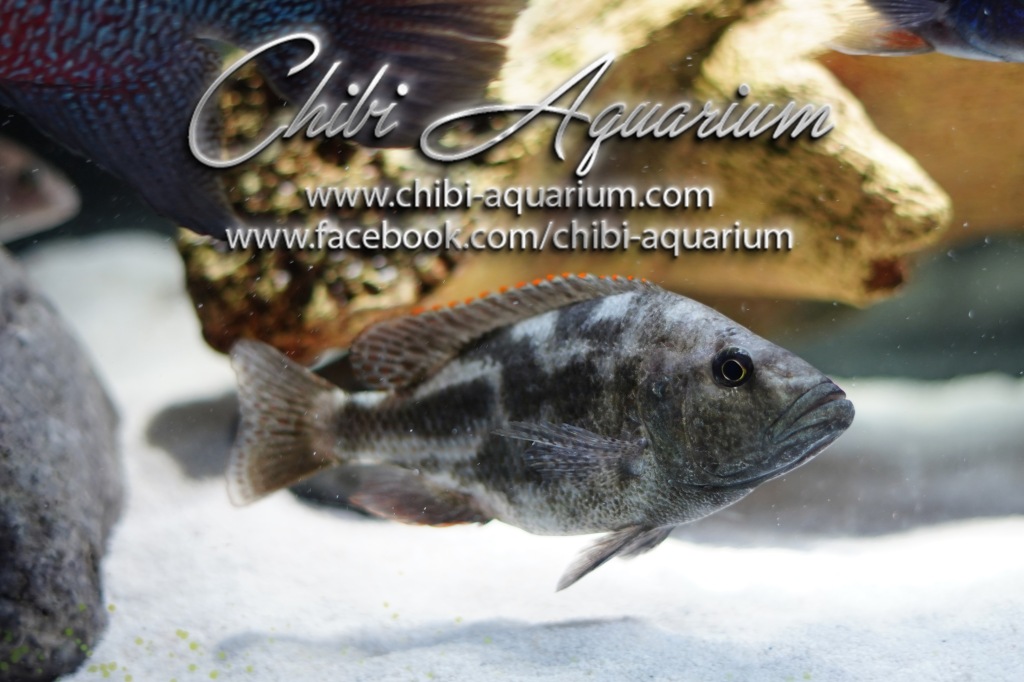 NIMBOCHROMIS LIVINGSTONII - Chibi-Aquarium