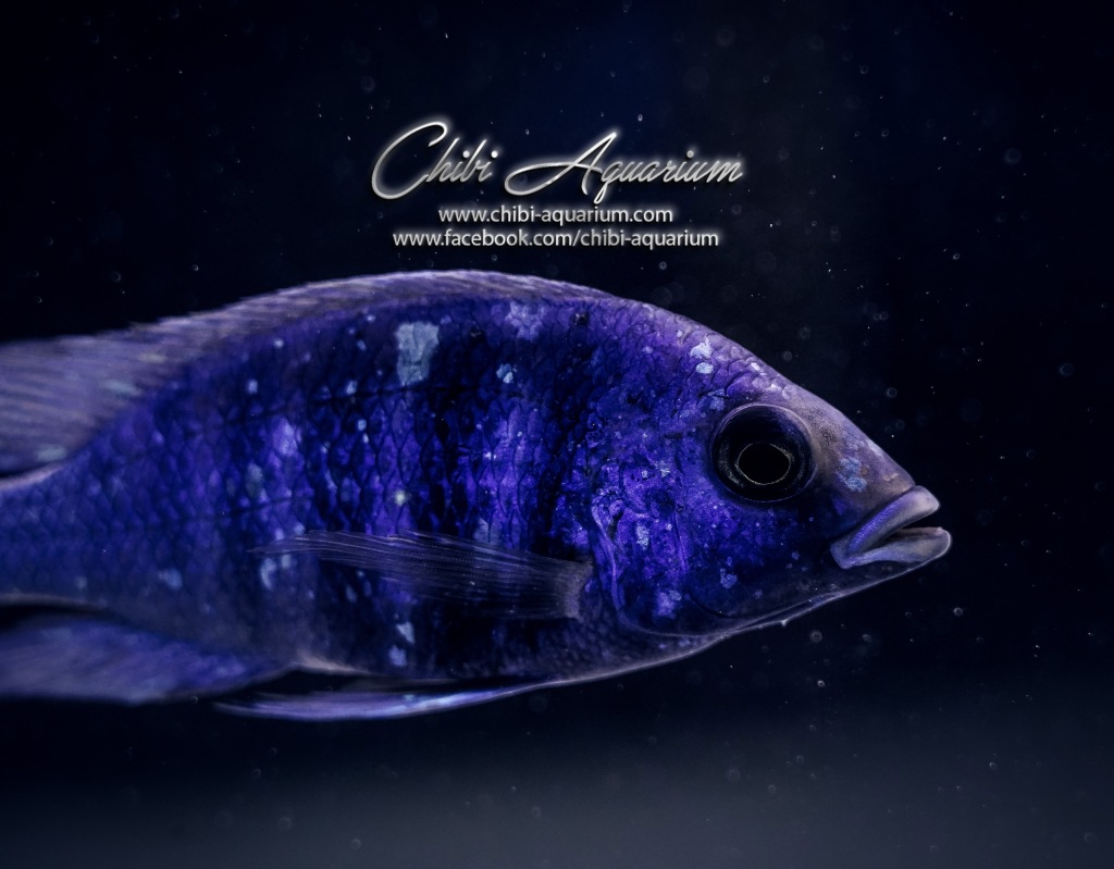 PLACIDOCHROMIS PHENOCHILUS - Chibi-Aquarium