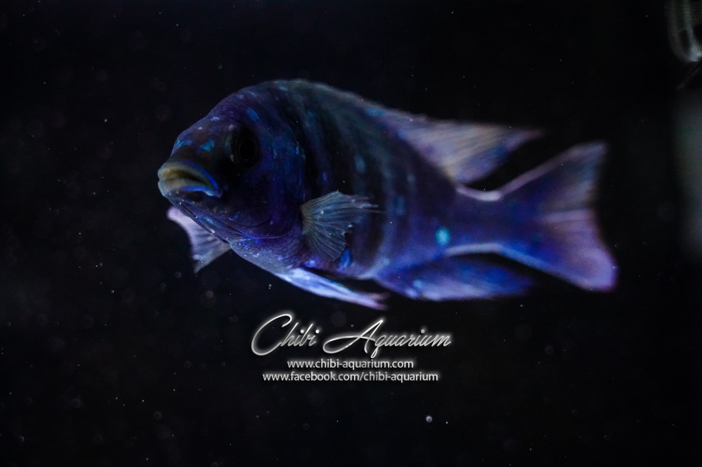 PLACIDOCHROMIS PHENOCHILUS - Chibi-Aquarium