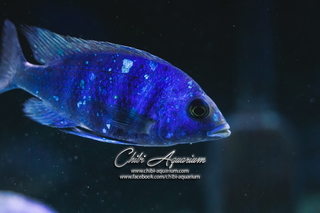 PLACIDOCHROMIS PHENOCHILUS - Chibi-Aquarium