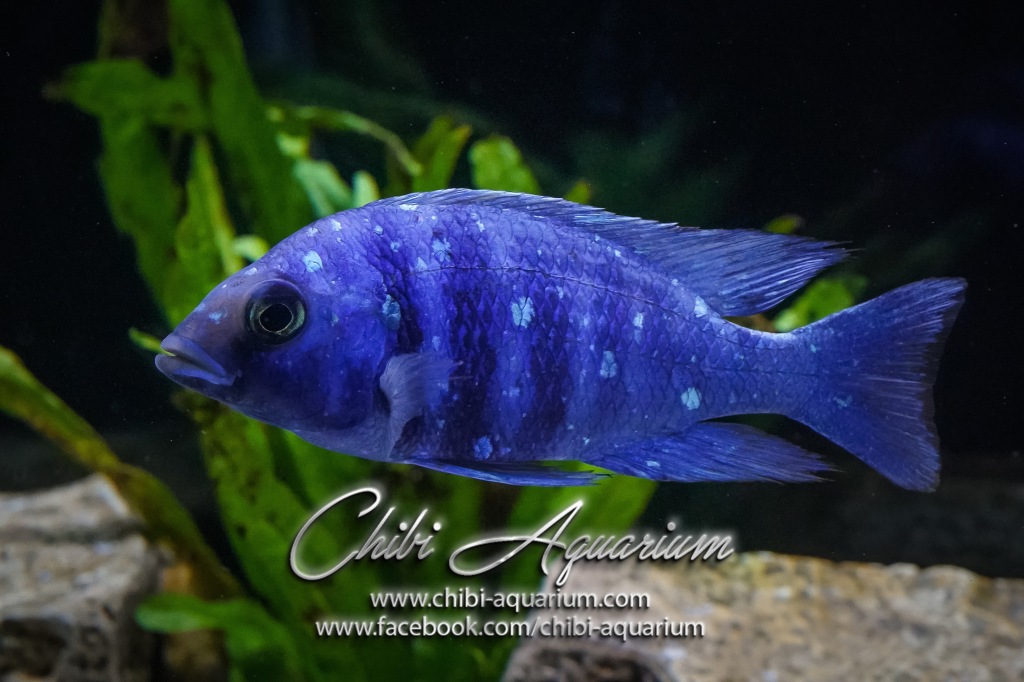 PLACIDOCHROMIS PHENOCHILUS - Chibi-Aquarium