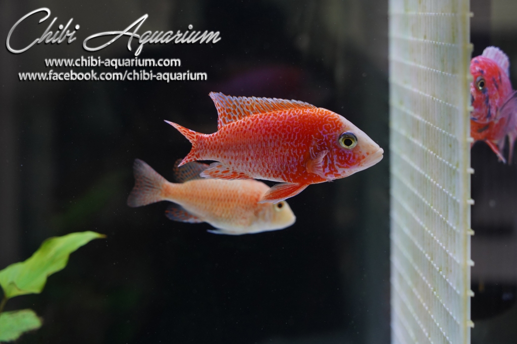 How To Identify Cichlids Male & Female - Chibi-Aquarium