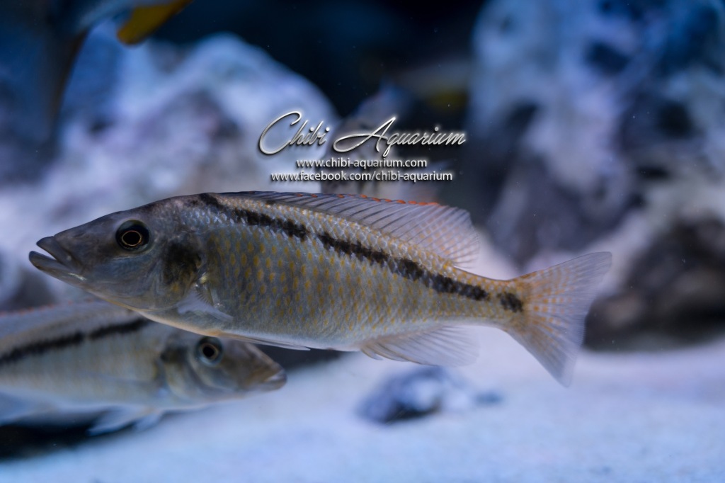 LICHNOCHROMIS ACUTICEPS - Chibi-Aquarium
