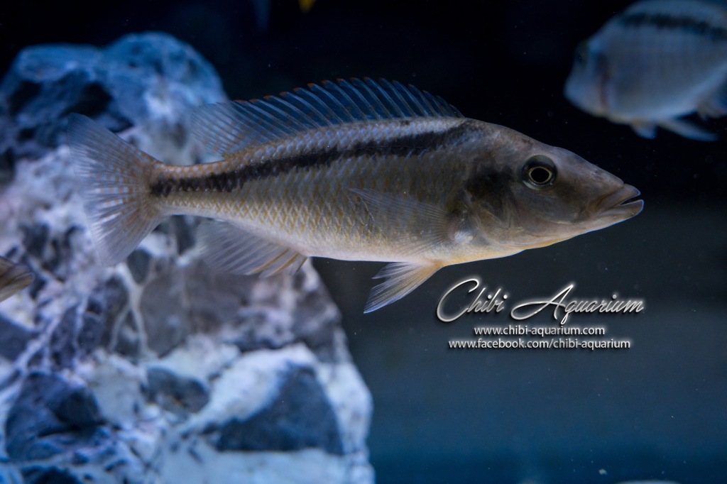LICHNOCHROMIS ACUTICEPS - Chibi-Aquarium
