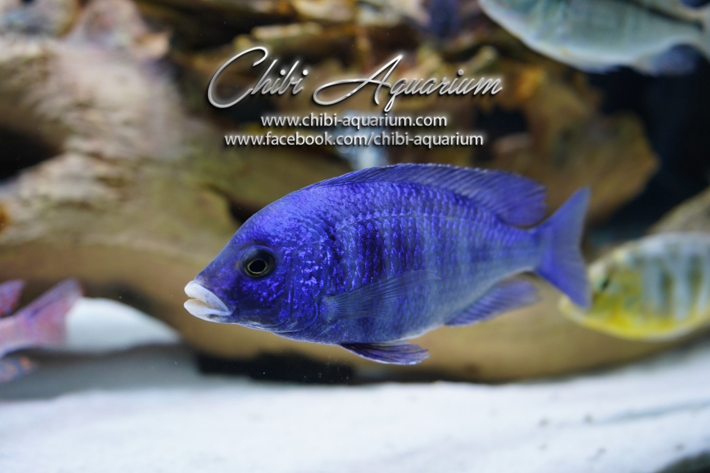 PLACIDOCHROMIS PHENOCHILUS MDOKA - Chibi-Aquarium