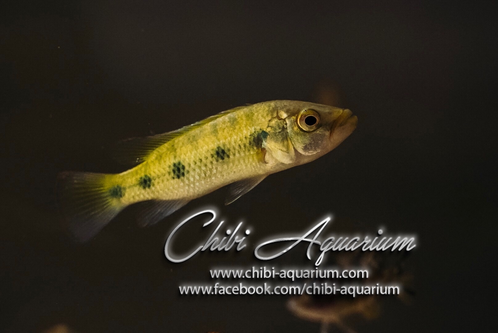 HEMICHROMIS FASCIATUS (5 SPOT CICHLID) - Chibi-Aquarium