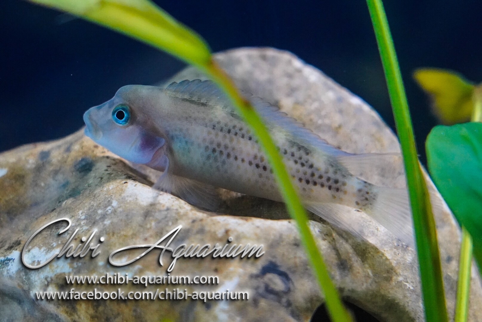STEATOCRANUS CASUARIUS - Chibi-Aquarium
