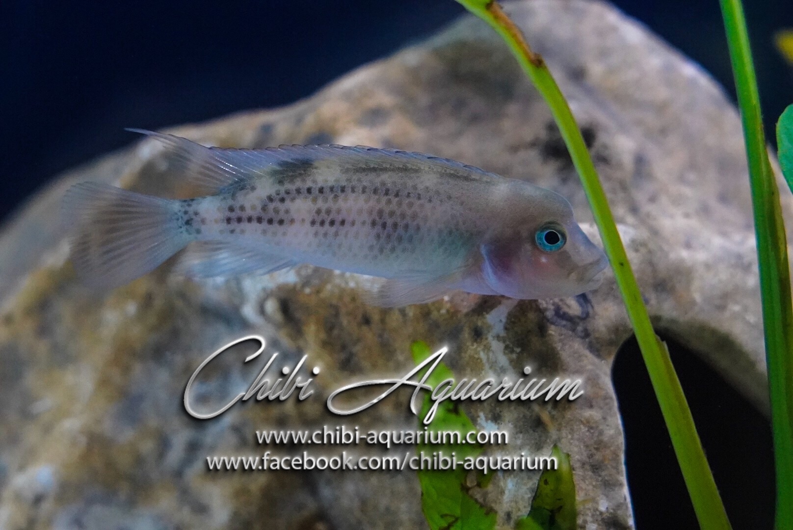 STEATOCRANUS CASUARIUS - Chibi-Aquarium