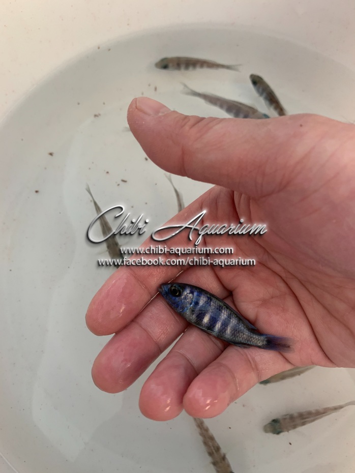 PLACIDOCHROMIS PHENOCHILUS - Chibi-Aquarium
