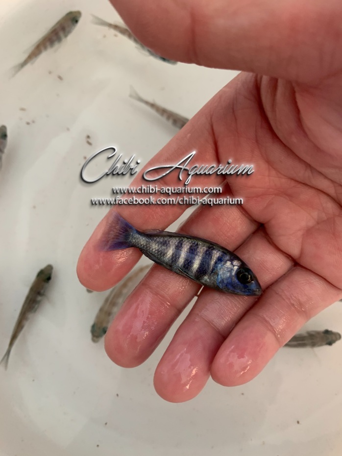 PLACIDOCHROMIS PHENOCHILUS - Chibi-Aquarium