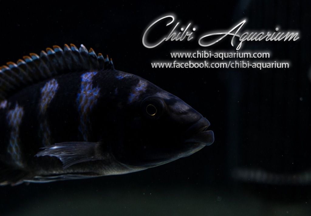 PLACIDOCHROMIS MILOMO - Chibi-Aquarium