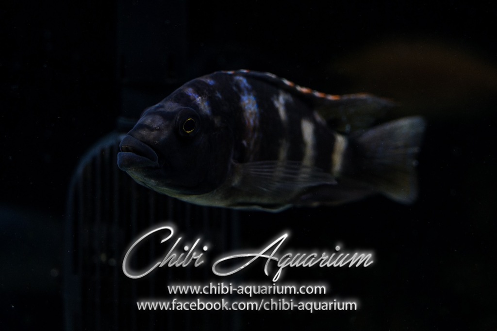 PLACIDOCHROMIS MILOMO - Chibi-Aquarium