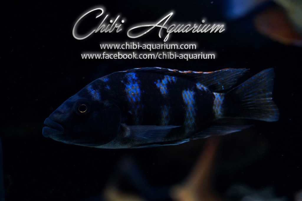 PLACIDOCHROMIS MILOMO - Chibi-Aquarium