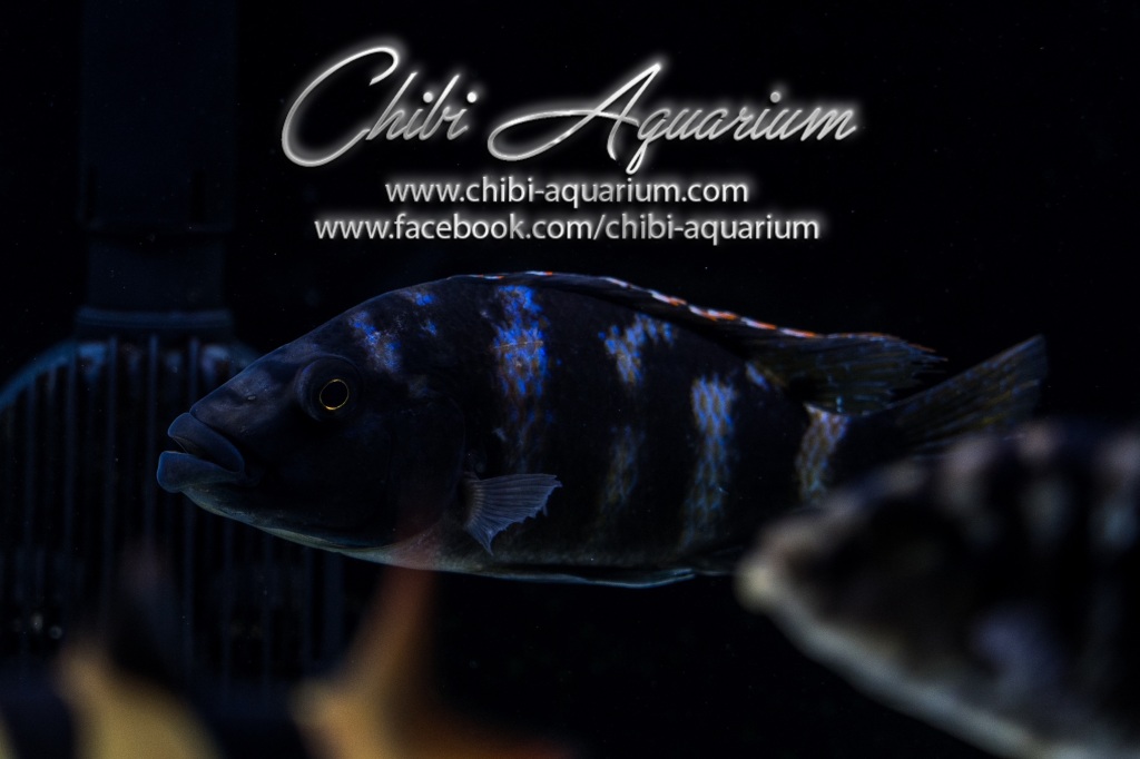 PLACIDOCHROMIS MILOMO - Chibi-Aquarium
