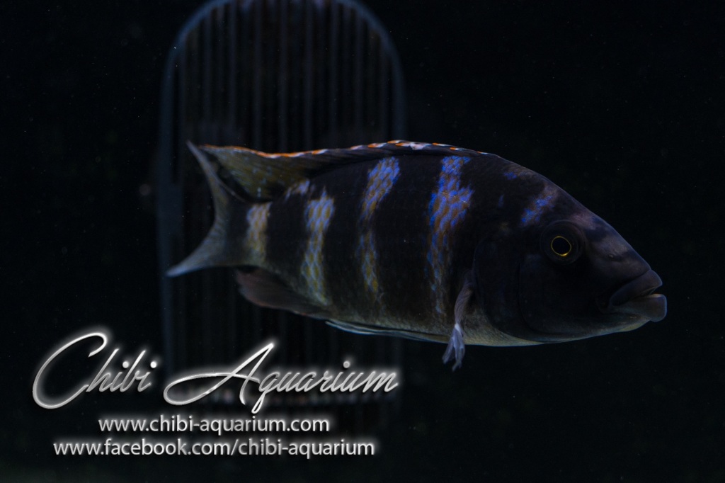 PLACIDOCHROMIS MILOMO - Chibi-Aquarium