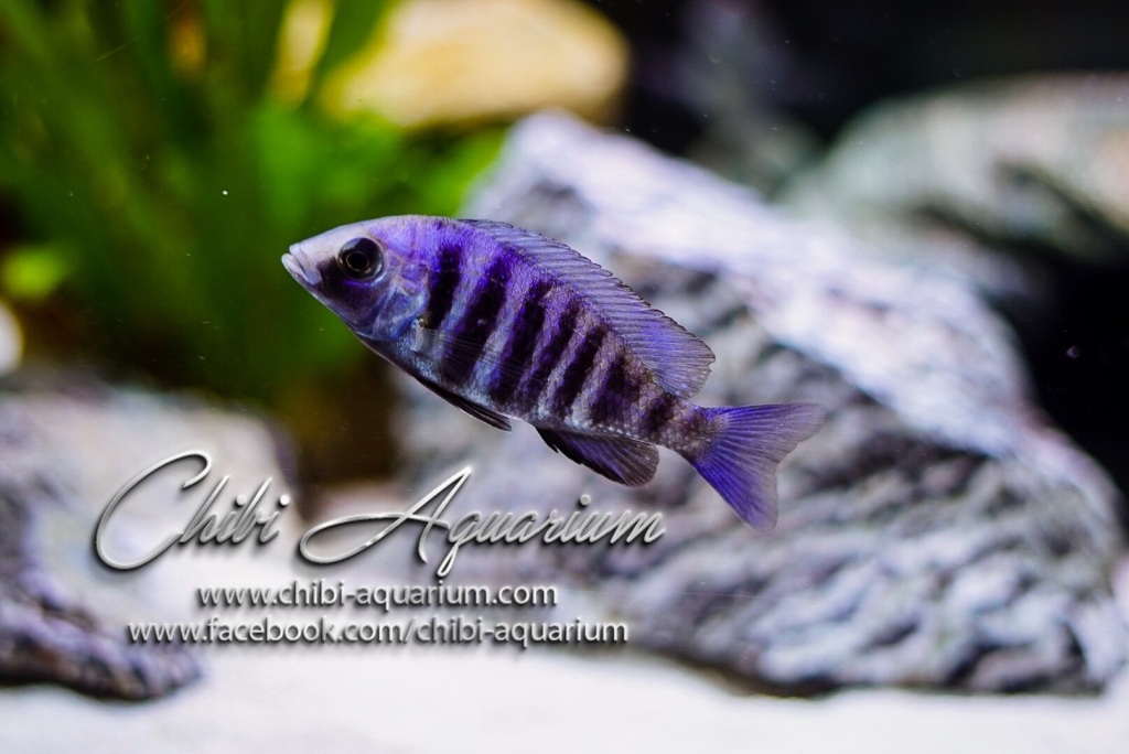 PLACIDOCHROMIS PHENOCHILUS - Chibi-Aquarium