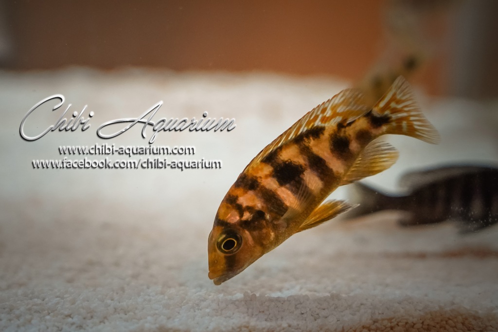 PLACIDOCHROMIS MILOMO - Chibi-Aquarium