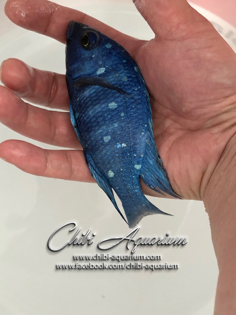 PLACIDOCHROMIS PHENOCHILUS - Chibi-Aquarium