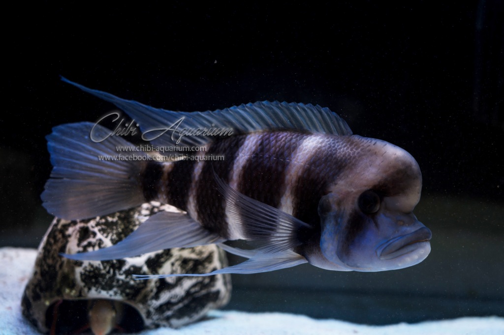Frontosa Cichlid Types