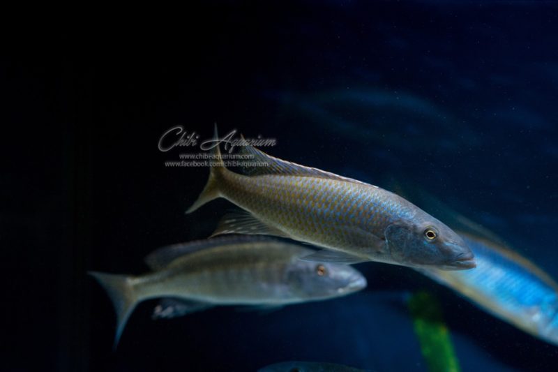 CHAMPSOCHROMIS CAERULEUS - Chibi-Aquarium