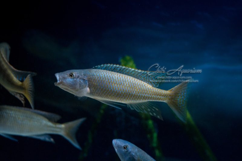CHAMPSOCHROMIS CAERULEUS - Chibi-Aquarium