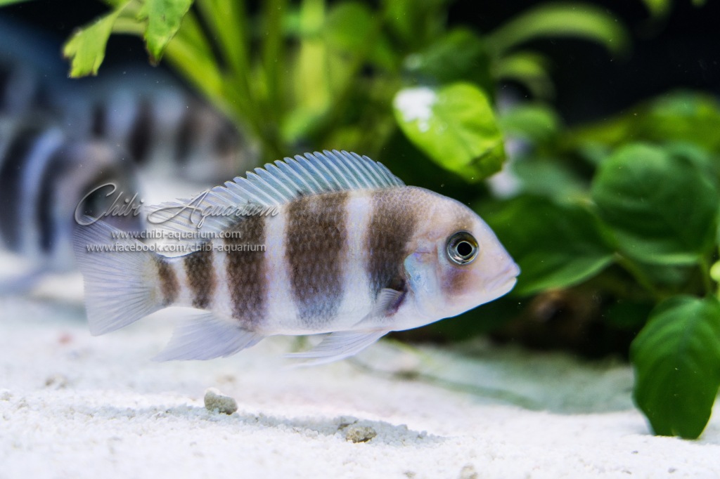 Red Frontosa Cichlid