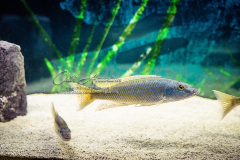 CHAMPSOCHROMIS CAERULEUS - Chibi-Aquarium