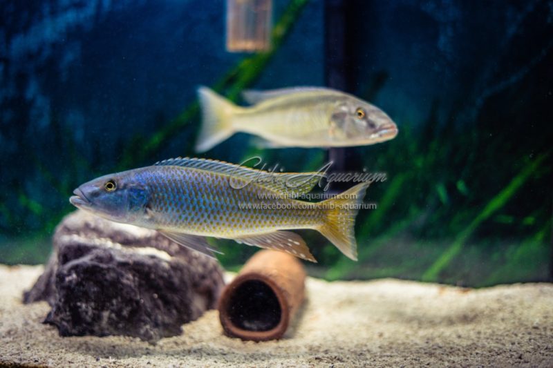 CHAMPSOCHROMIS CAERULEUS - Chibi-Aquarium