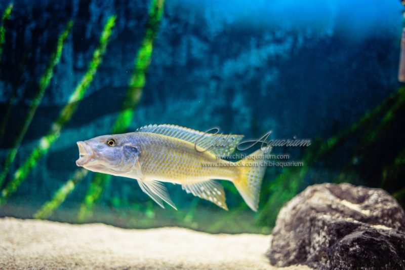 CHAMPSOCHROMIS CAERULEUS - Chibi-Aquarium